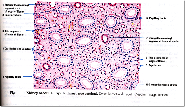 Loop Of Henle Histology